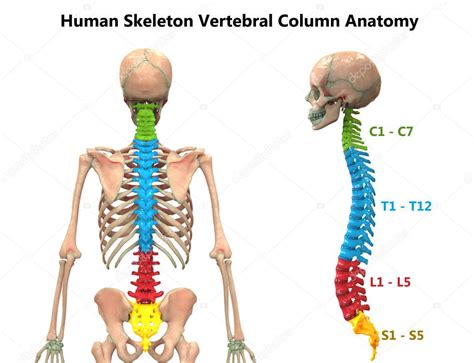 Ilustración 3D de la columna vertebral de la anatomía del sistema