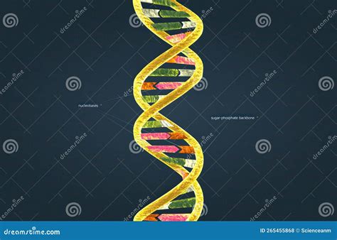 Dna Is The Molecule That Carries Genetic Information For The