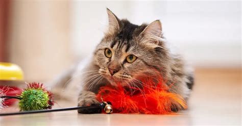 Qué tipo de juguetes son los mejores para entretener a mi gato