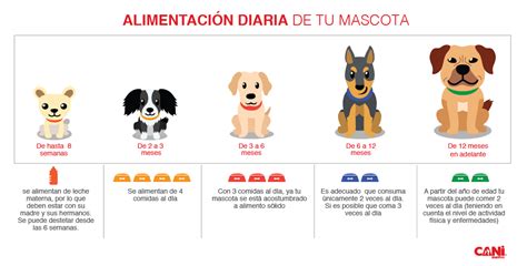Conoce la alimentación ideal para tu perro según su edad Mascotario