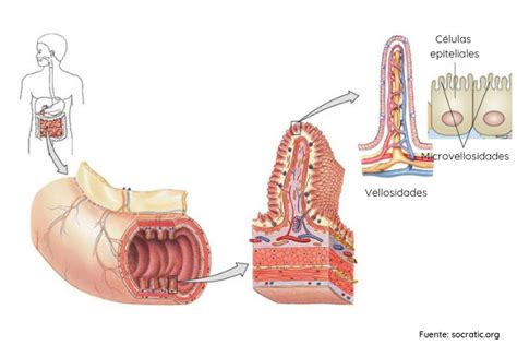 La Importancia De La Salud Intestinal En SOP