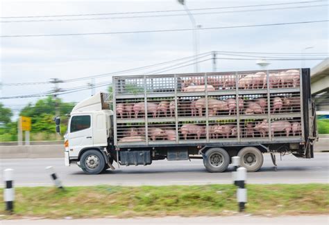 Guia Do Transporte De Carga Viva Saiba Tudo Aqui