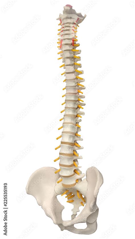 Human Vertebral Column Anatomy