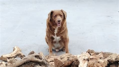 Murió Bobi el perro más longevo del mundo tenía 31 años y un récord