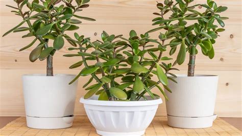 Árbol de jade cuidados básicos