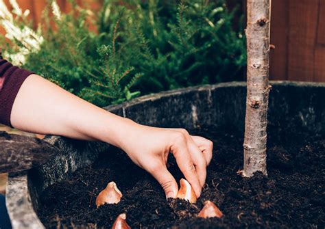Guía Completa Para Plantar Cultivar Y Cuidar Las Flores De Paja