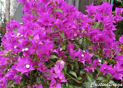 Primavera Bougainvillea Spectabilis Flores E Folhagens