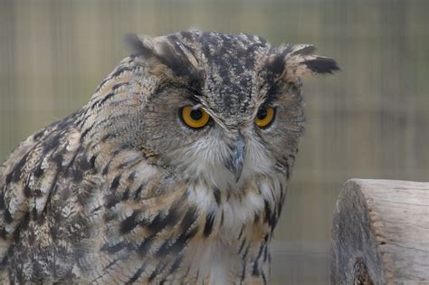 Vogel Eule Feder Kostenloses Foto Auf Pixabay Pixabay