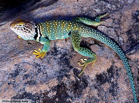 The Reptiles And Amphibians Of Arizona