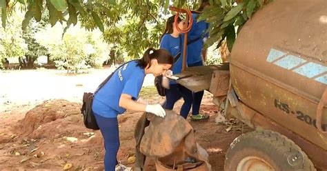 G1 Oito cidades da região registram mortes de macacos por febre