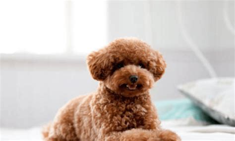 Descubre todo sobre el Caniche Micro Toy características y cuidados