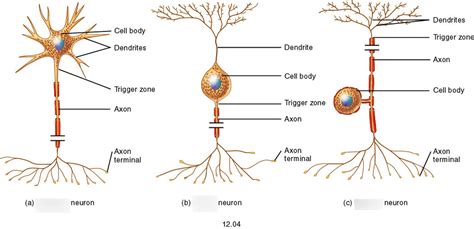 Classification Of Neurons Diagram Quizlet