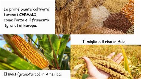 LA NASCITA DELL AGRICOLTURA E L ALLEVAMENTO YouTube