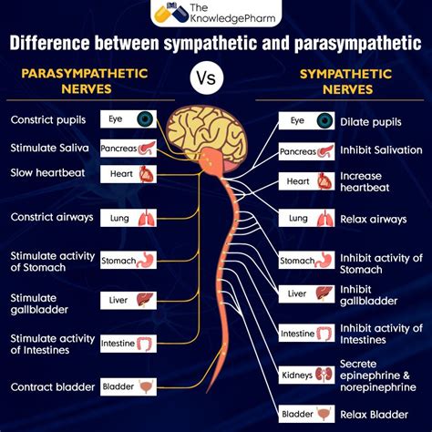 Sympathetic VS Parasympathetic Nervous System Anatomy Basic Anatomy