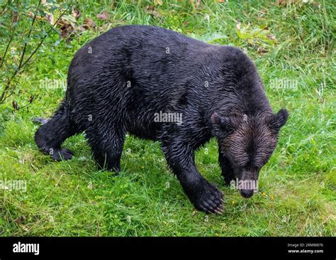 Grizzly Bear Ursus Arctos Horribilis Looking For Salmon At Fish Creek