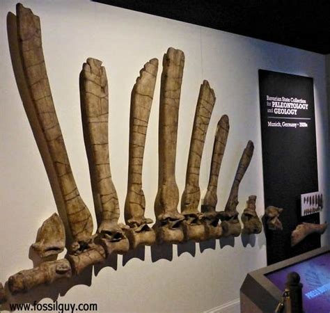 Fossilguy Spinosaurus The First Semi Aquatic Dinosaur Facts And