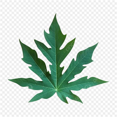 şeffaf Arka Plan üzerinde Izole Papaya Yaprağı Yaprak Küçük Resim