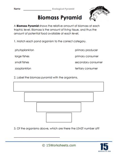 Ecological Pyramid Worksheets 15 Worksheets