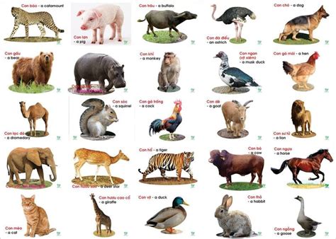 Dạy bé học tiếng Anh con vật qua chủ đề các loài động vật Chia Sẻ