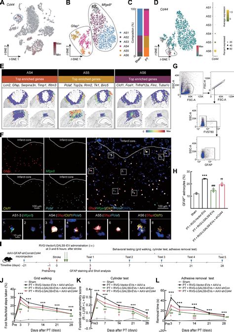Integrating Spatial And Single Cell Transcriptomics To Characterize The