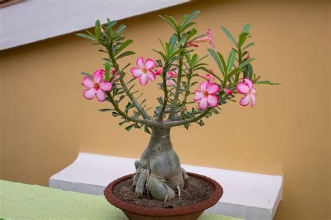 Suculentas Que D O Flores Para Colorir O Seu Jardim