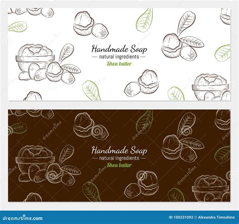 Shea Butter Vector Drawing Isolated Illustration Of Nuts