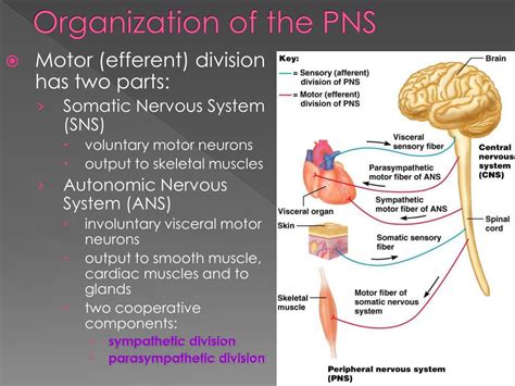 Ppt Fundamentals Of The Nervous System And Nervous Tissue Powerpoint