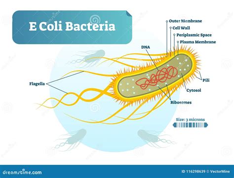 Bacteria Estructura