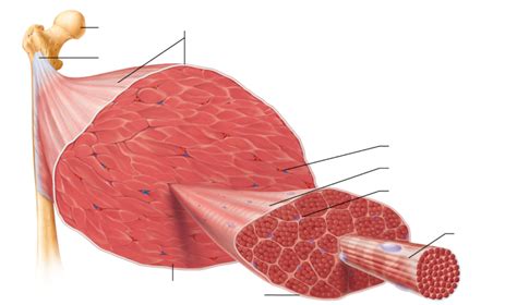 Connective Tissue Coverings Of Skeletal Muscle Diagram Quizlet
