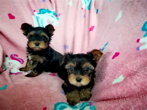 York Yorkshire Terrier Sunia Suczka Miniaturka Wo Omin Olx Pl