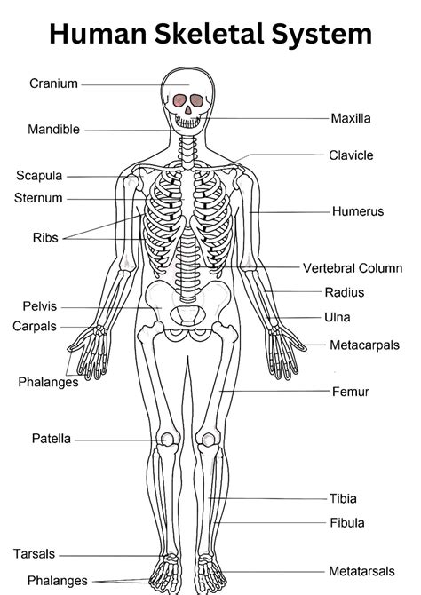 Skeletal System Definition Composition And Functions