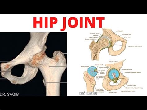 Hip Joint Youtube