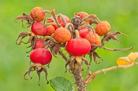 Escaramujo Fruta Otoño Foto gratis en Pixabay Pixabay
