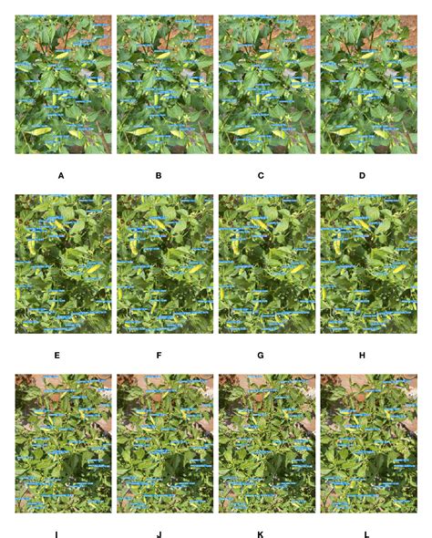 figure 10 from rapid detection of yunnan xiaomila based on lightweight yolov7 algorithm