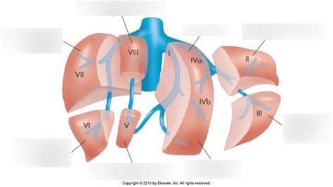 Chapter Liver Segments Of The Liver Diagram Diagram Quizlet