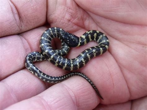 Soñar con culebra blanca y negra Significado de Soñar