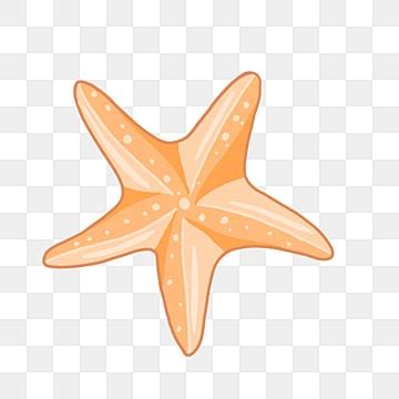 Estrella De Mar PNG Vectores PSD E Clipart Para Descarga Gratuita
