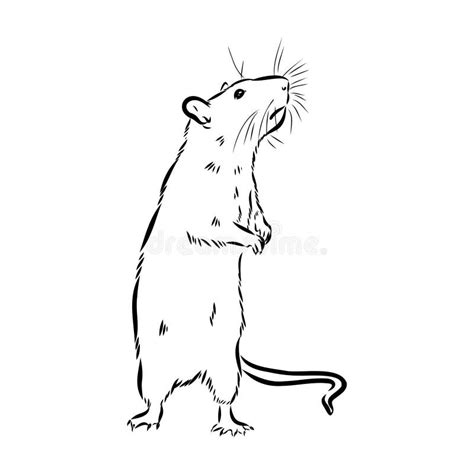 Rat Sketch Drawn By Hand Black And White Vector Illustration Stock