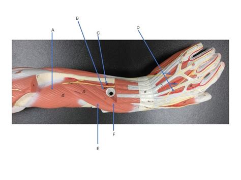 Deep Posterior Forearm Diagram Quizlet