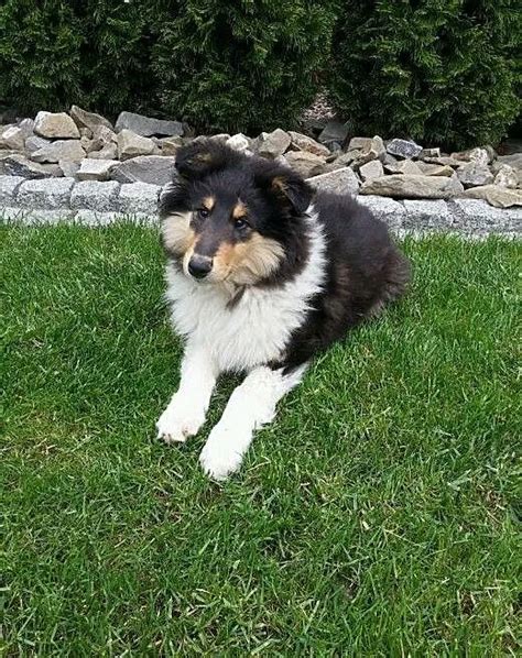 Owczarek szkocki długowłosy Collie szczeniaki sp OGŁOSZENIA ZOOMIA