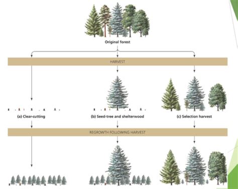 Environmental Ecology Midterm 2 Flashcards Quizlet