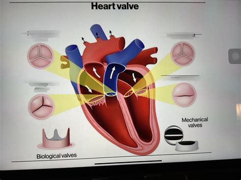 Heart Valves Diagram Quizlet