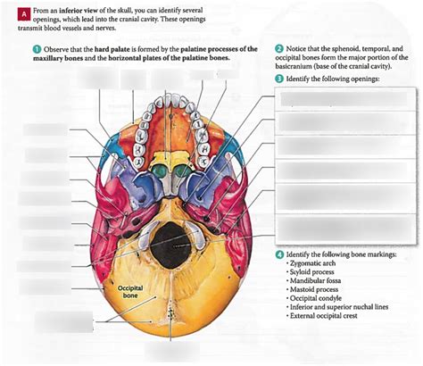 Inferior View Of Skull Diagram Diagram Quizlet
