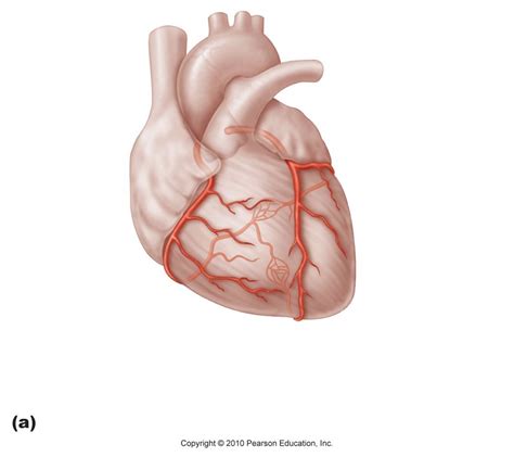 Physiology Naked Heart Diagram Quizlet