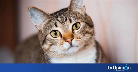 Día Internacional del Gato Por qué se celebra este 20 de febrero