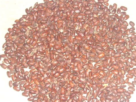 Manfaat Dan Kasiat Biji Cemara Kipas Mampu Menolong Penyembuhan Puluhan Penyakit Anda Harus