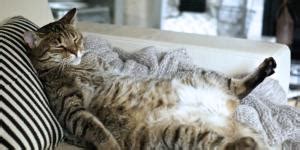 Por qué mi gato tiene arcadas
