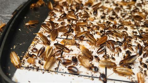 Comment reconnaître un cafard et savoir s en débarrasser