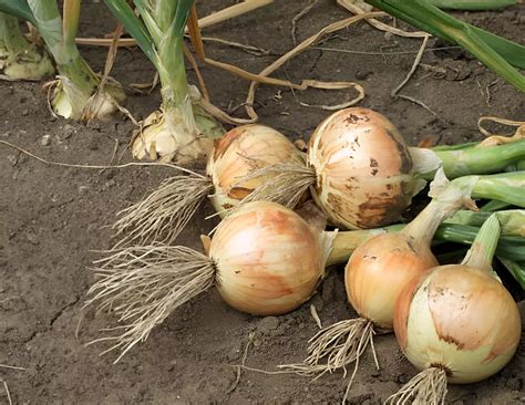 Quel Oignon Planter En Juillet Guide Complet Pour Une R Colte R Ussie