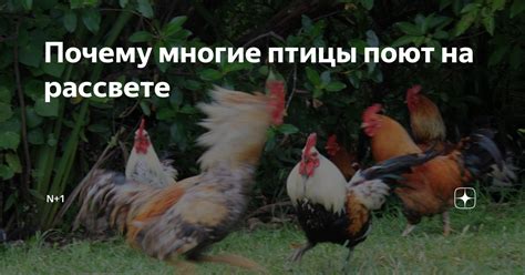 Почему многие птицы поют на рассвете N 1 Дзен